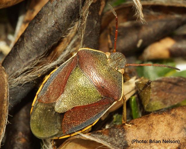 Gorse Shieldbug (Piezodorus lituratus) - Detail - Biodiversity Maps